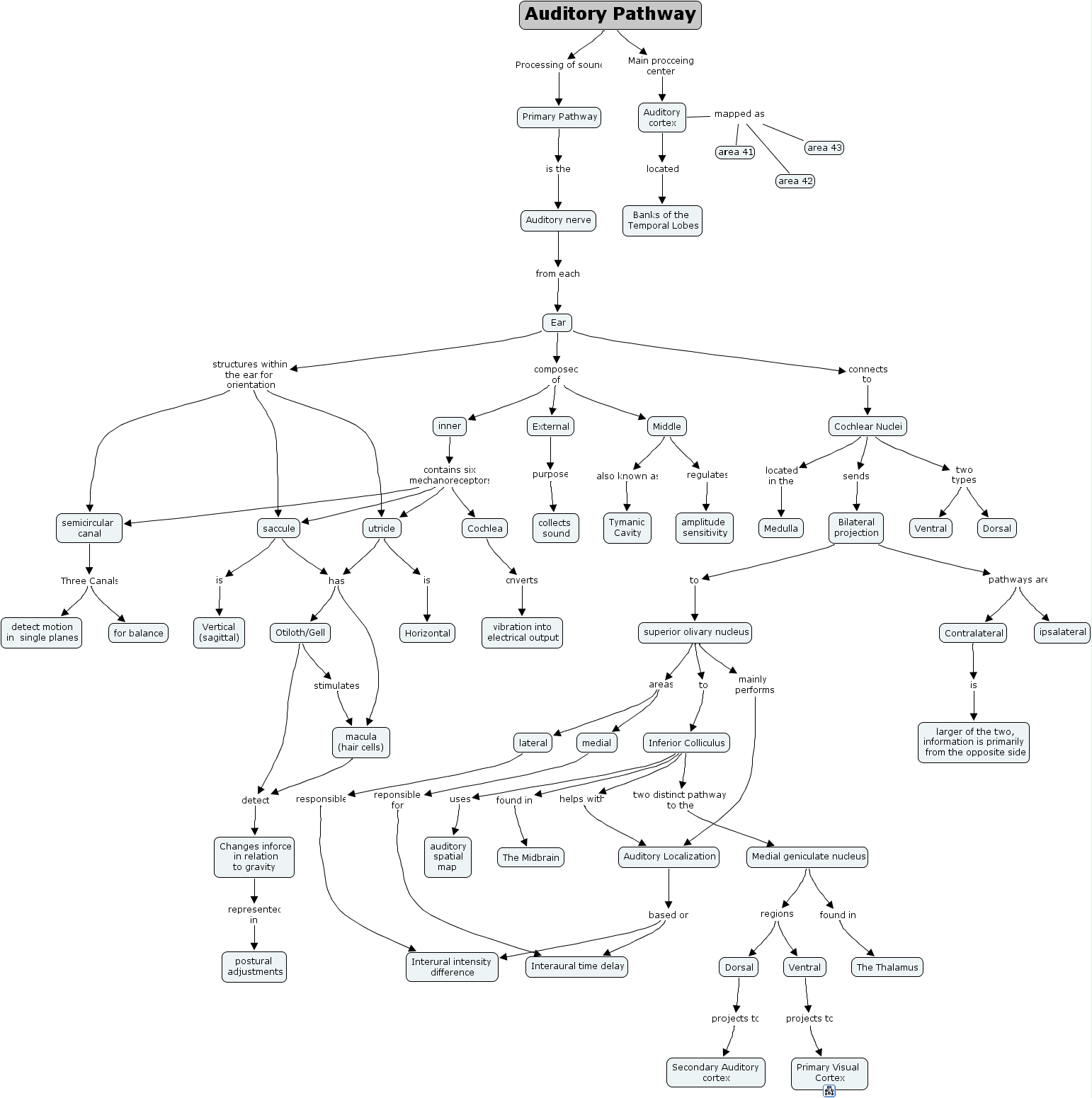 auditory pathway