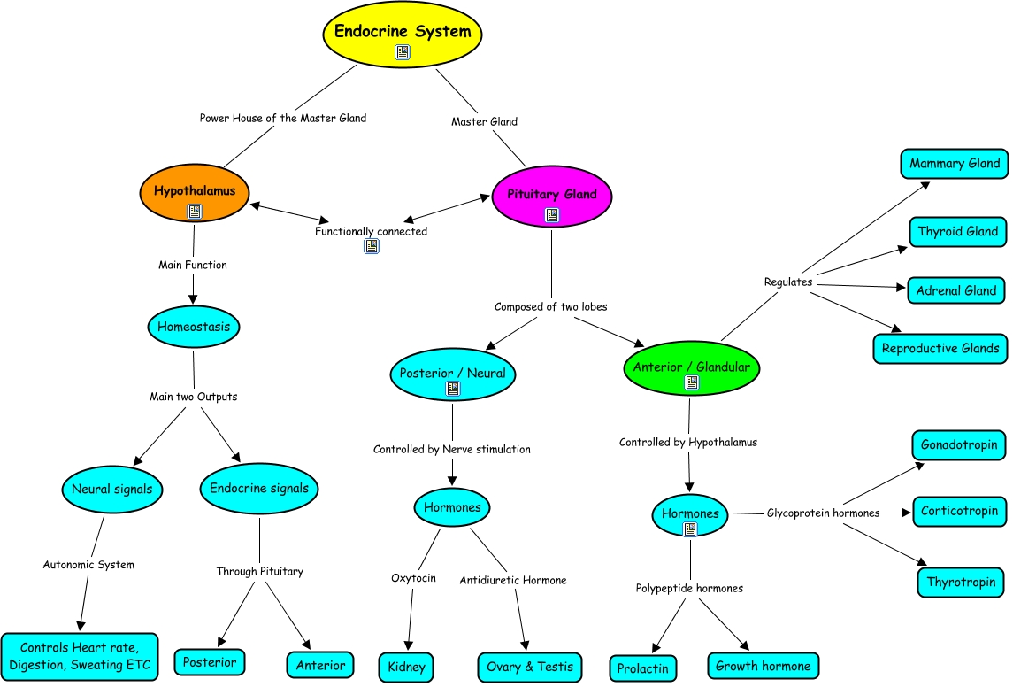 Endocrine System Concept Map