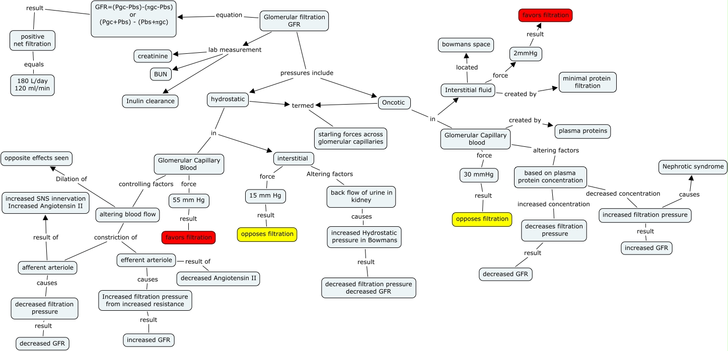 Glomerular filtration