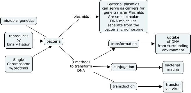 microbial genetics-bacteria