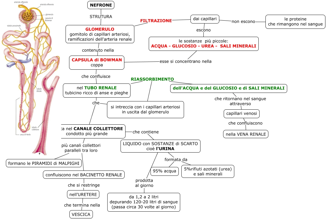apparato_urinario_NEfRONE