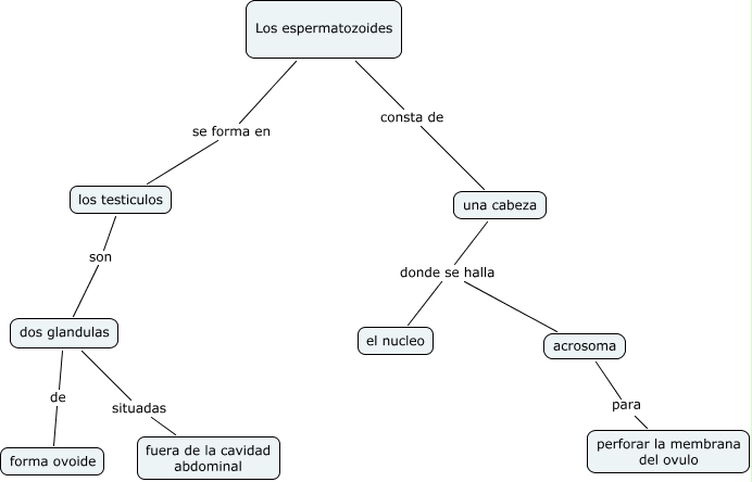 los esperamatozoides