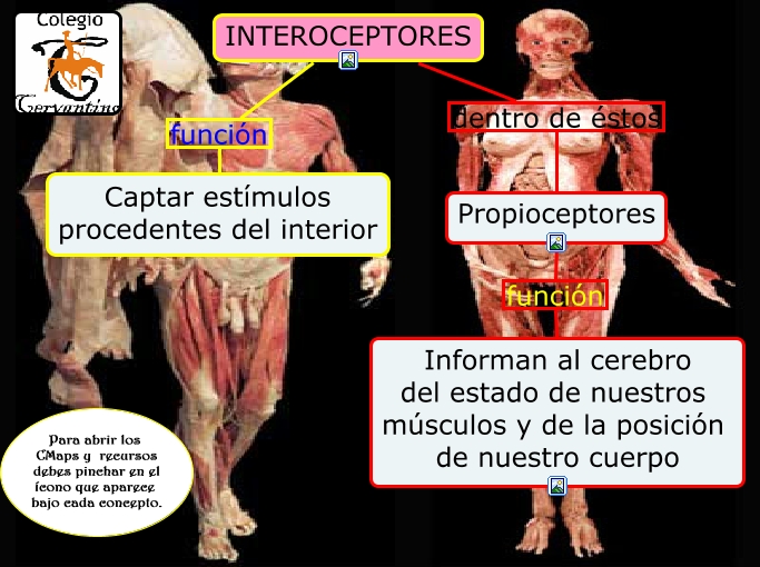 INTERORRECEPTORES