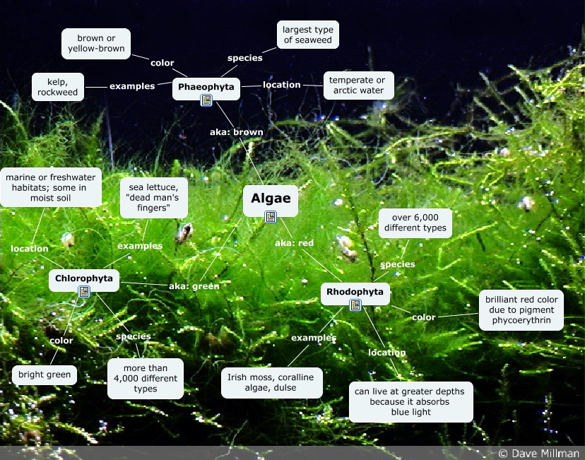 Phaeophyta Examples Classification And Characteristics Of Algae Study
