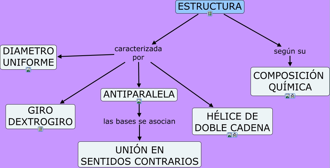 ESTRUCTURA DEL ADN