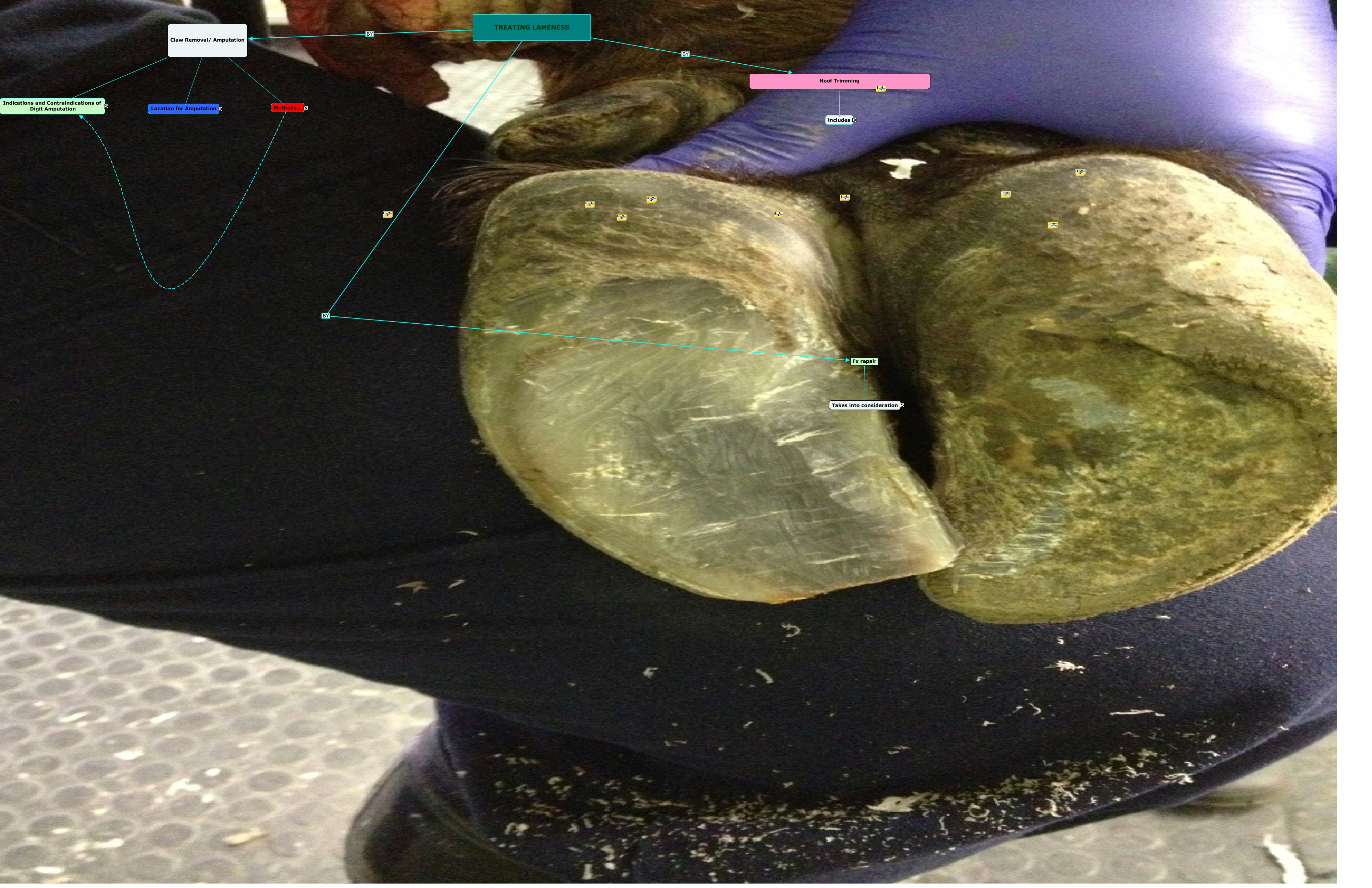 Digit Amputation COMPLETED