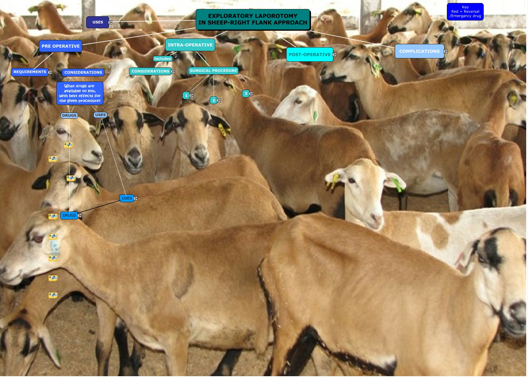 Exploratory Laparotomy