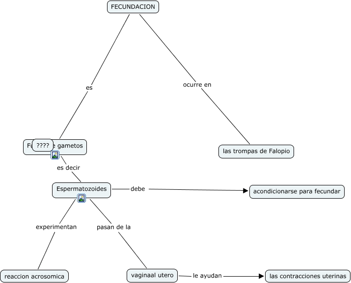 fecundacion.ANGY FLORES