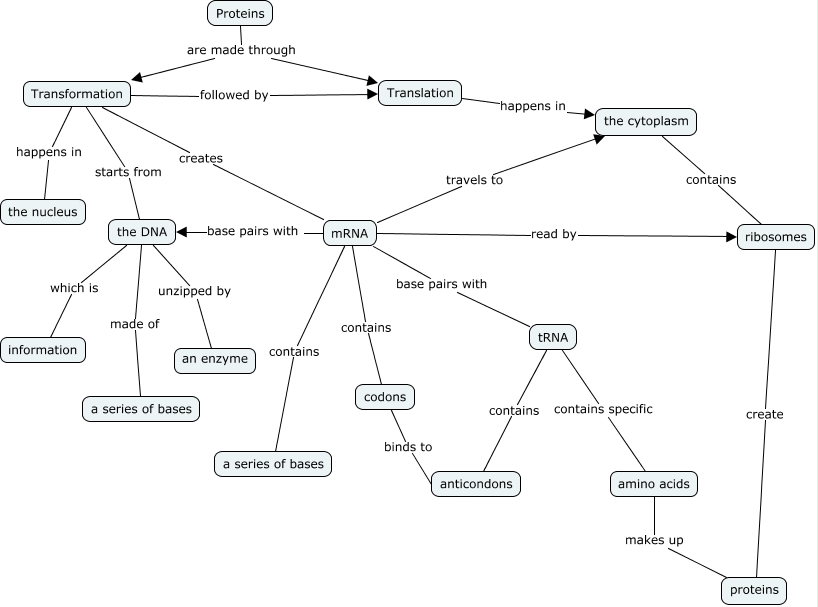 Protein Synthesis
