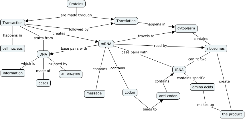 Protein Synthesis Concept Map - How are proteins made?