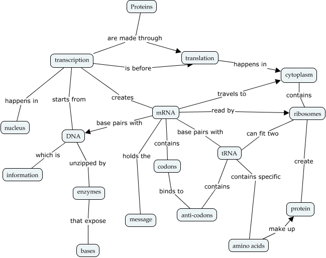 Protein Synthesis