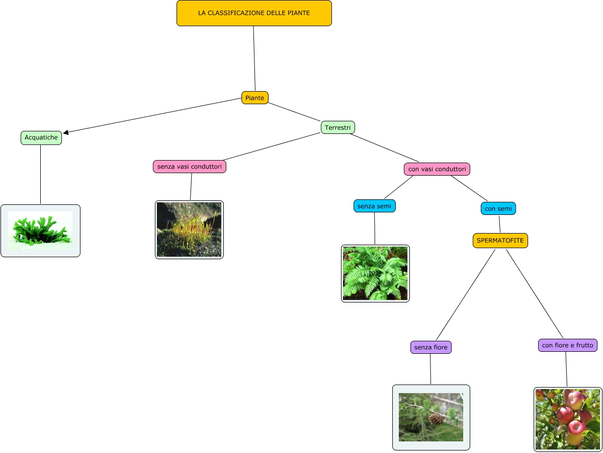 Piccini classificazione delle piante