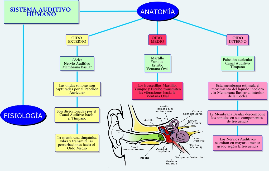 SISTEMA AUDITIVO HUMANO