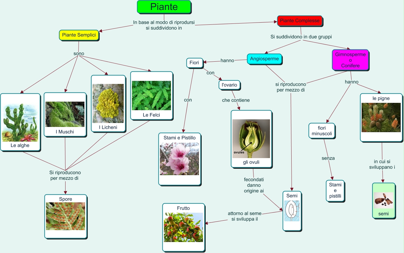 Mappa concetuale 05 - La classificazione delle Piante
