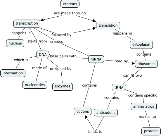 Protein Concept Map
