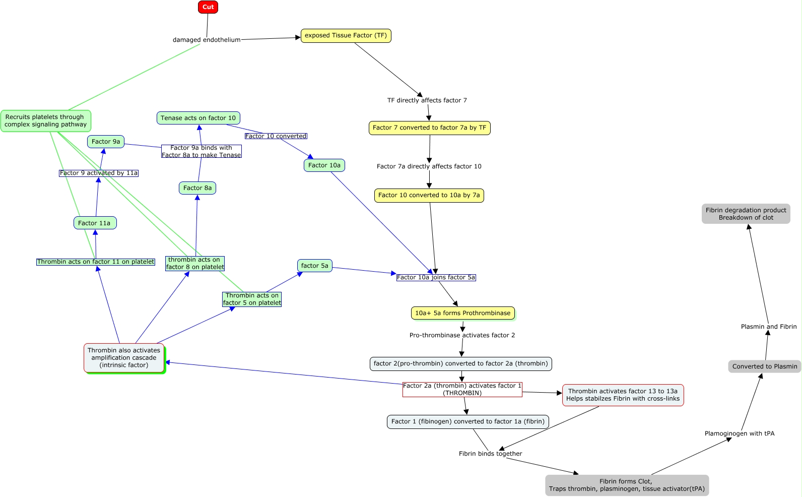 Coagulation Cascade - How does the Coagulation cycle work?