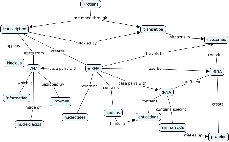 Protein Synthesis Concept Map