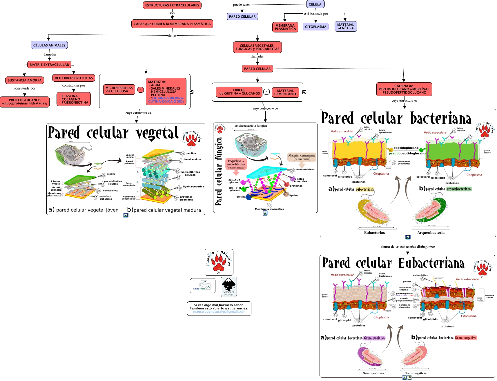 Tema 7.2 Pared celular
