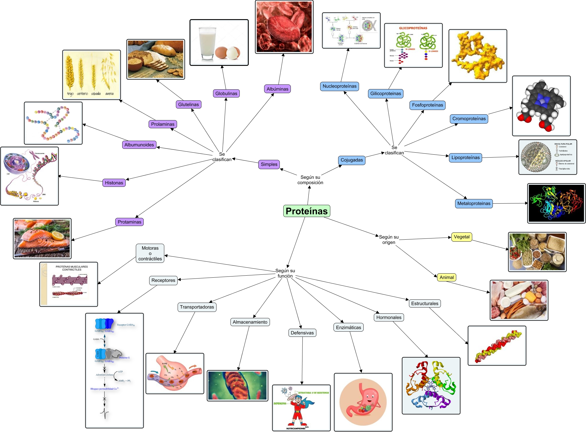 Proteínas - Tipos de proteínas