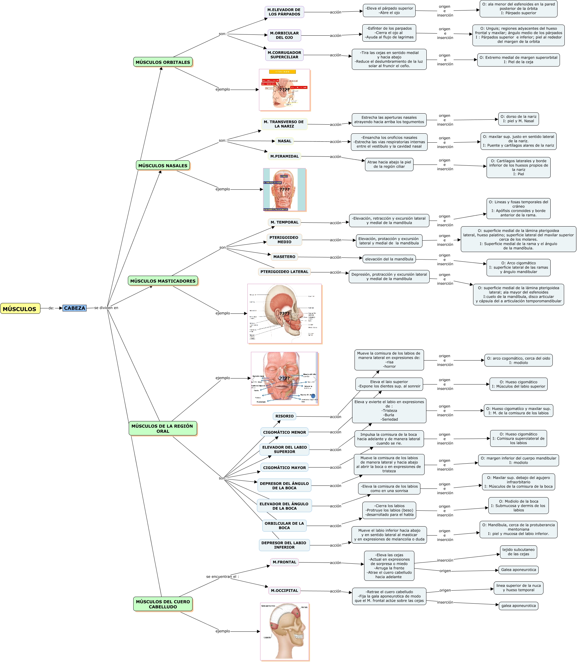 MÚSCULOS DE LA CABEZA