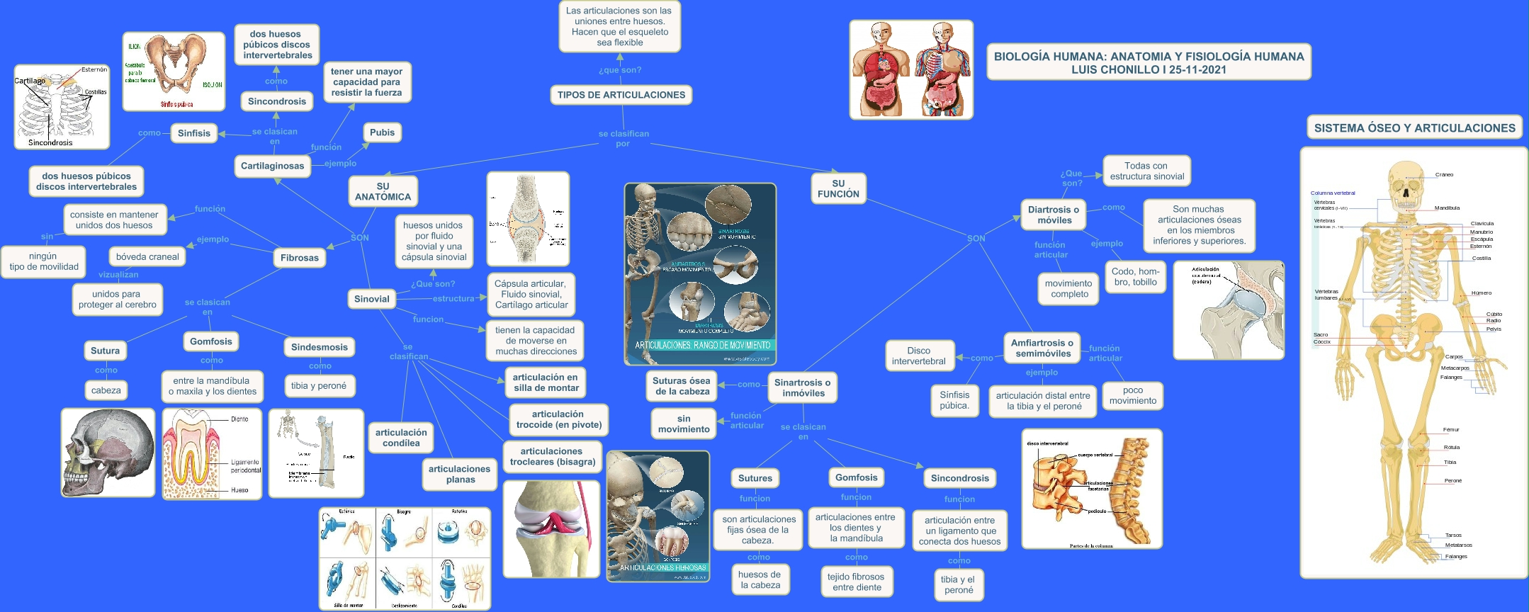 Organizador gráfico tipos de articulaciones