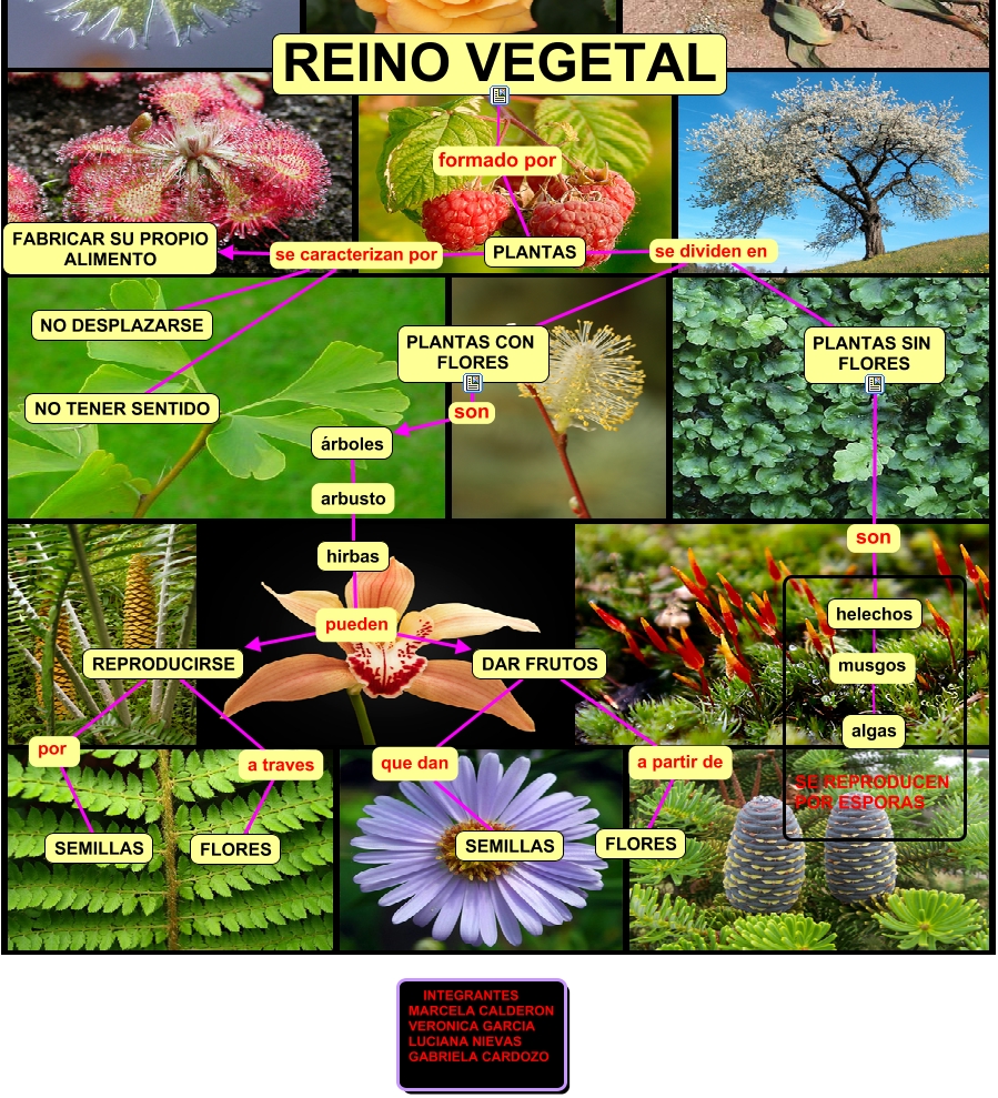 REINO VEGETAL
